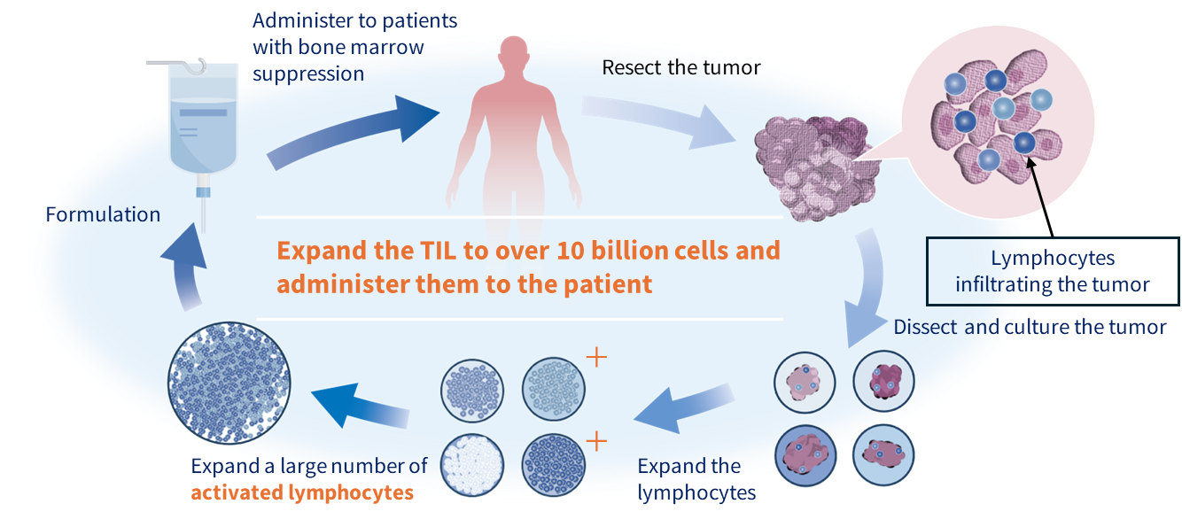 Clinical Pipeline - TIL therapy